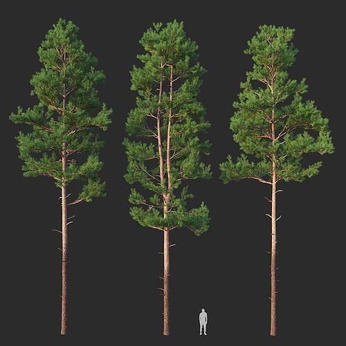 Pine 02 Set 02 3D model | CGTrader