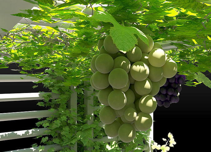 Grape vine grape tree 3D model | CGTrader