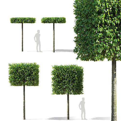Fagus sylvatica topiary 3D model | CGTrader