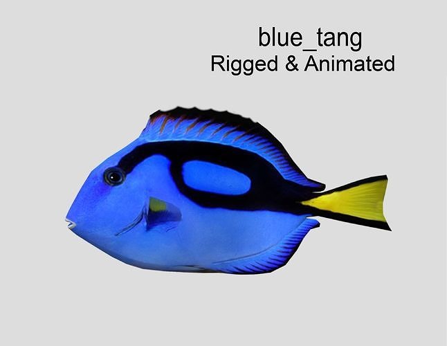 3D model Blue Tang Realistic Animated VR / AR / low-poly | CGTrader