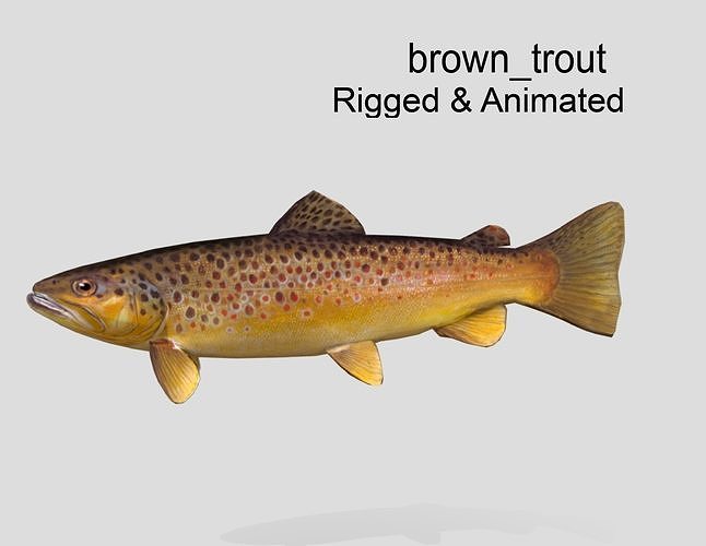 3D model Brown Trout Realistic Animated VR / AR / low-poly | CGTrader