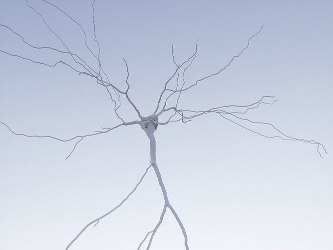 3D Neuron Model-11 3D model 3D model | CGTrader