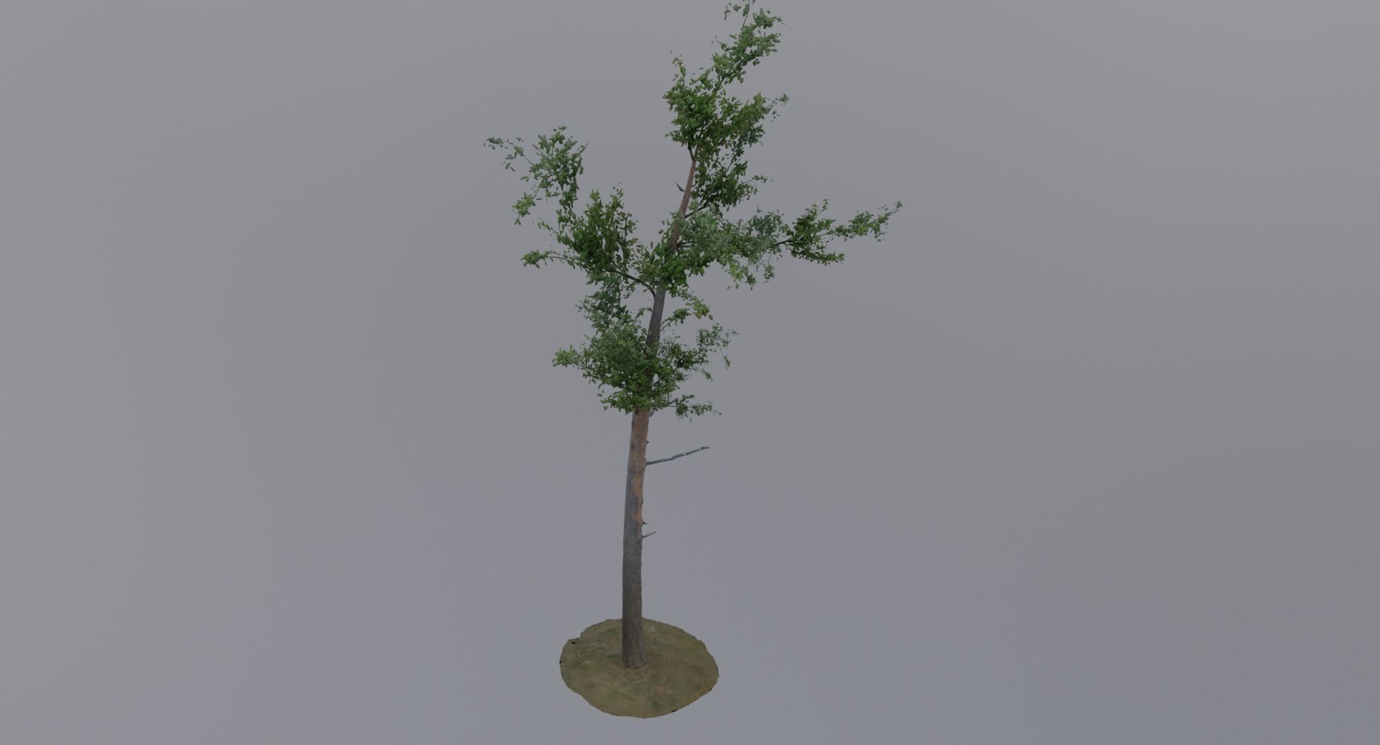 Tall Tree 3D model | CGTrader