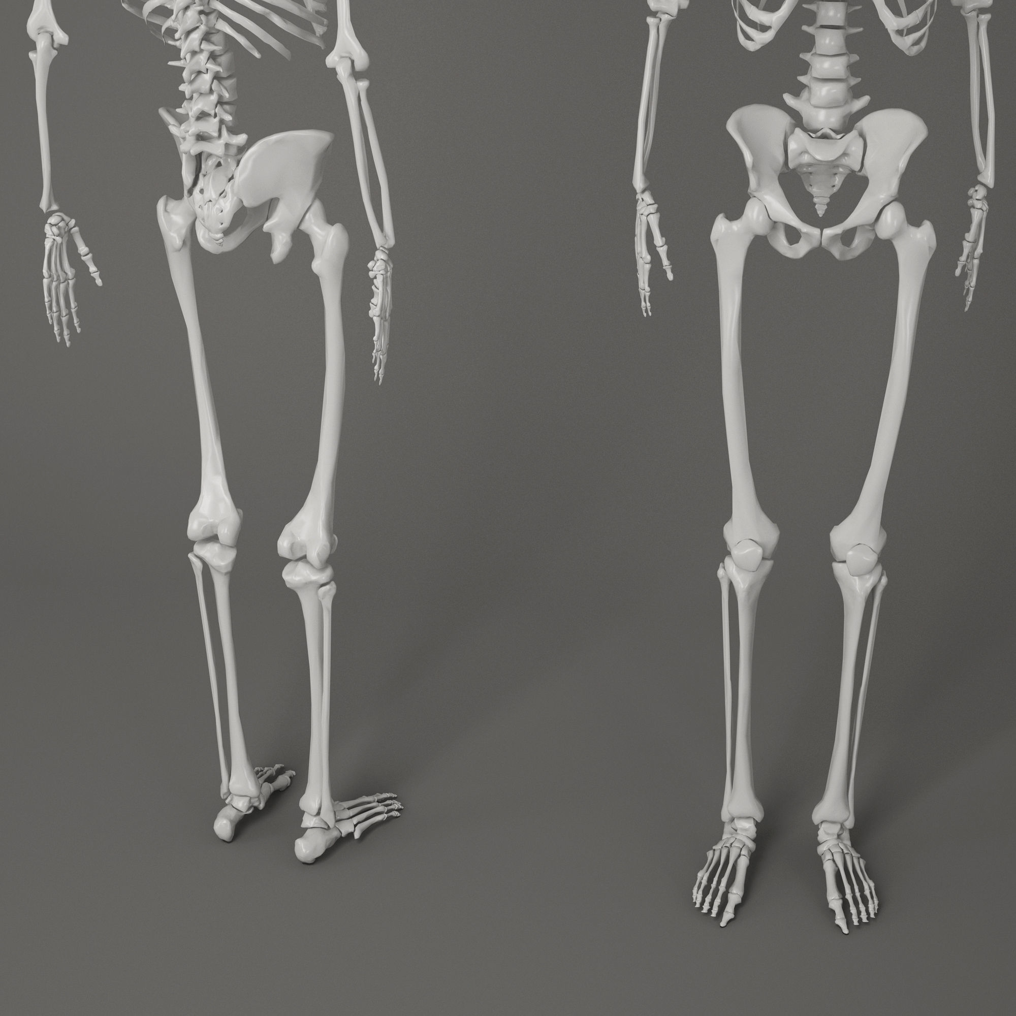 Human Skeleton Caucasian 3D model 3D model | CGTrader