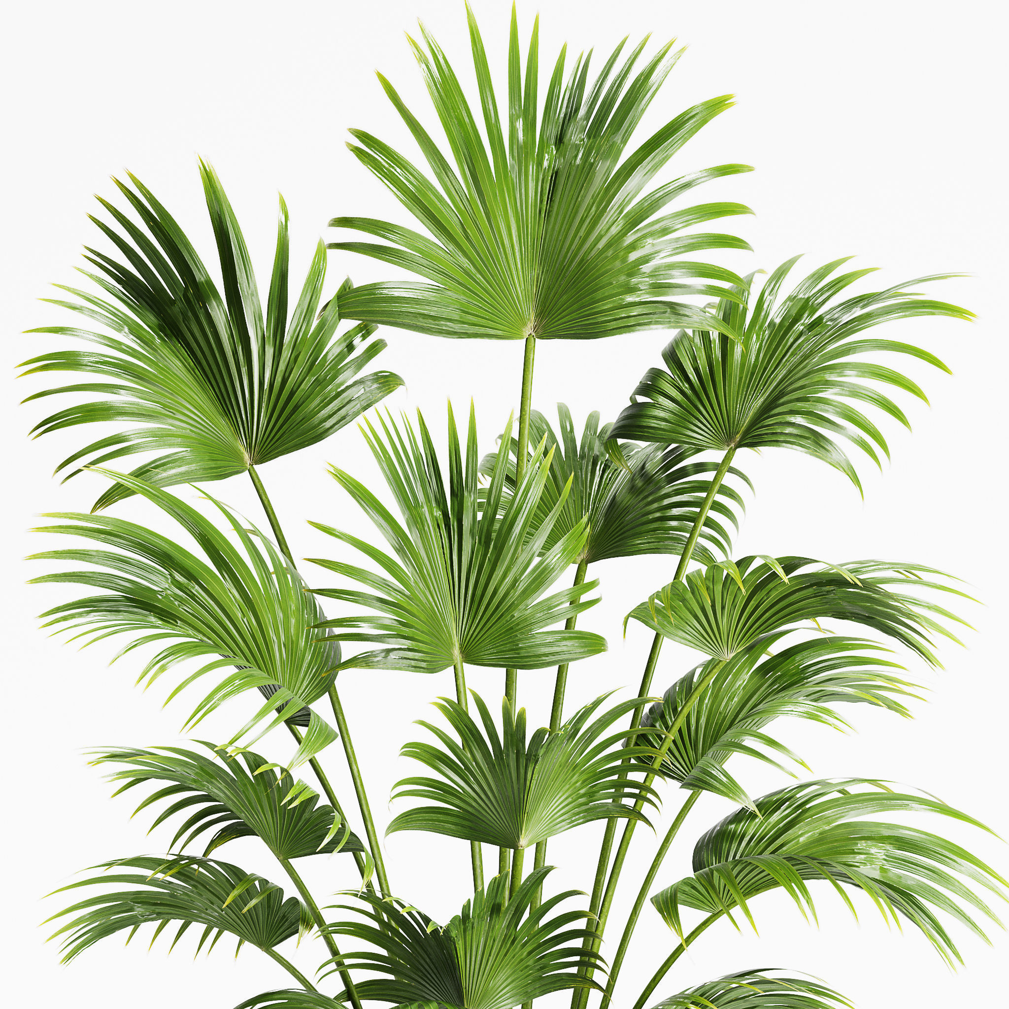Indoor Plants 21-Chinese fan palm 3D model | CGTrader