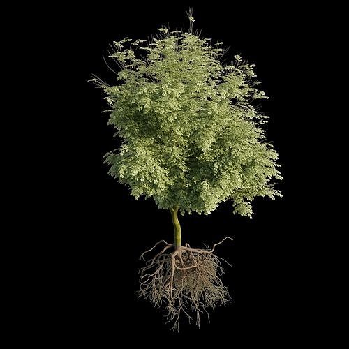 Tree with roots and leaves 3D model 3D model | CGTrader