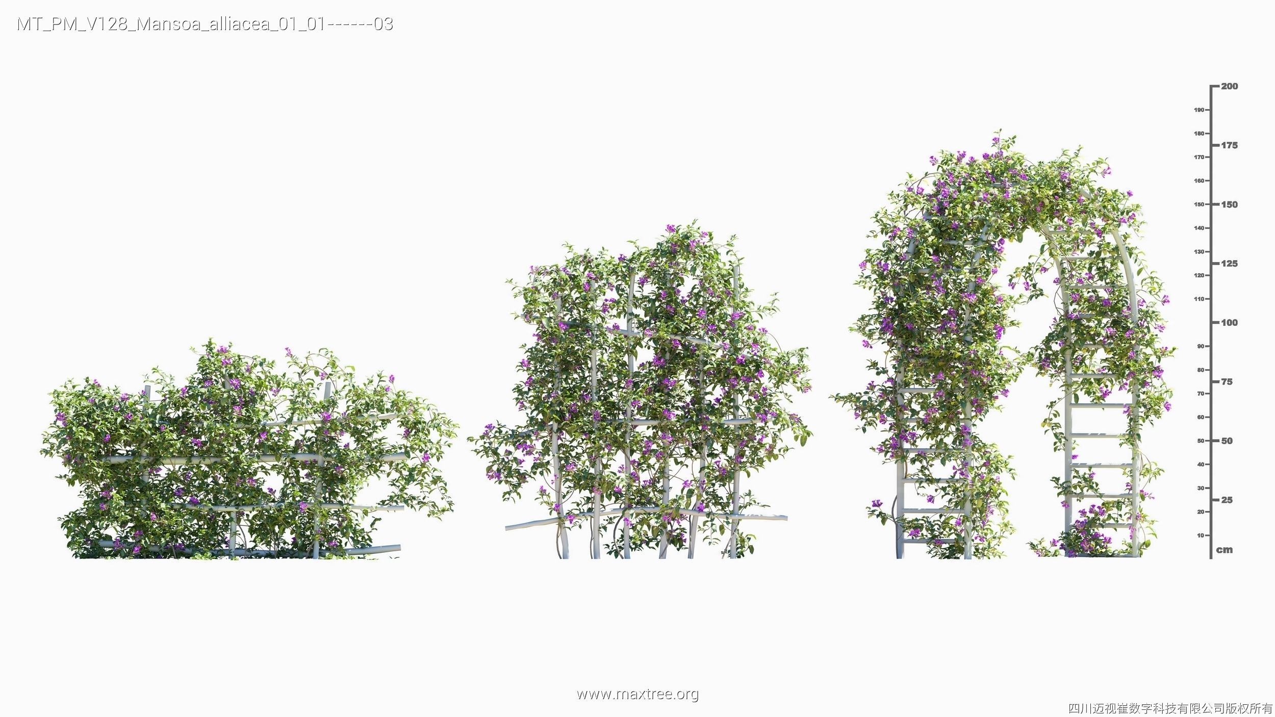 Maxtree Plant Models Vol 128 - Mesh 3D model | CGTrader