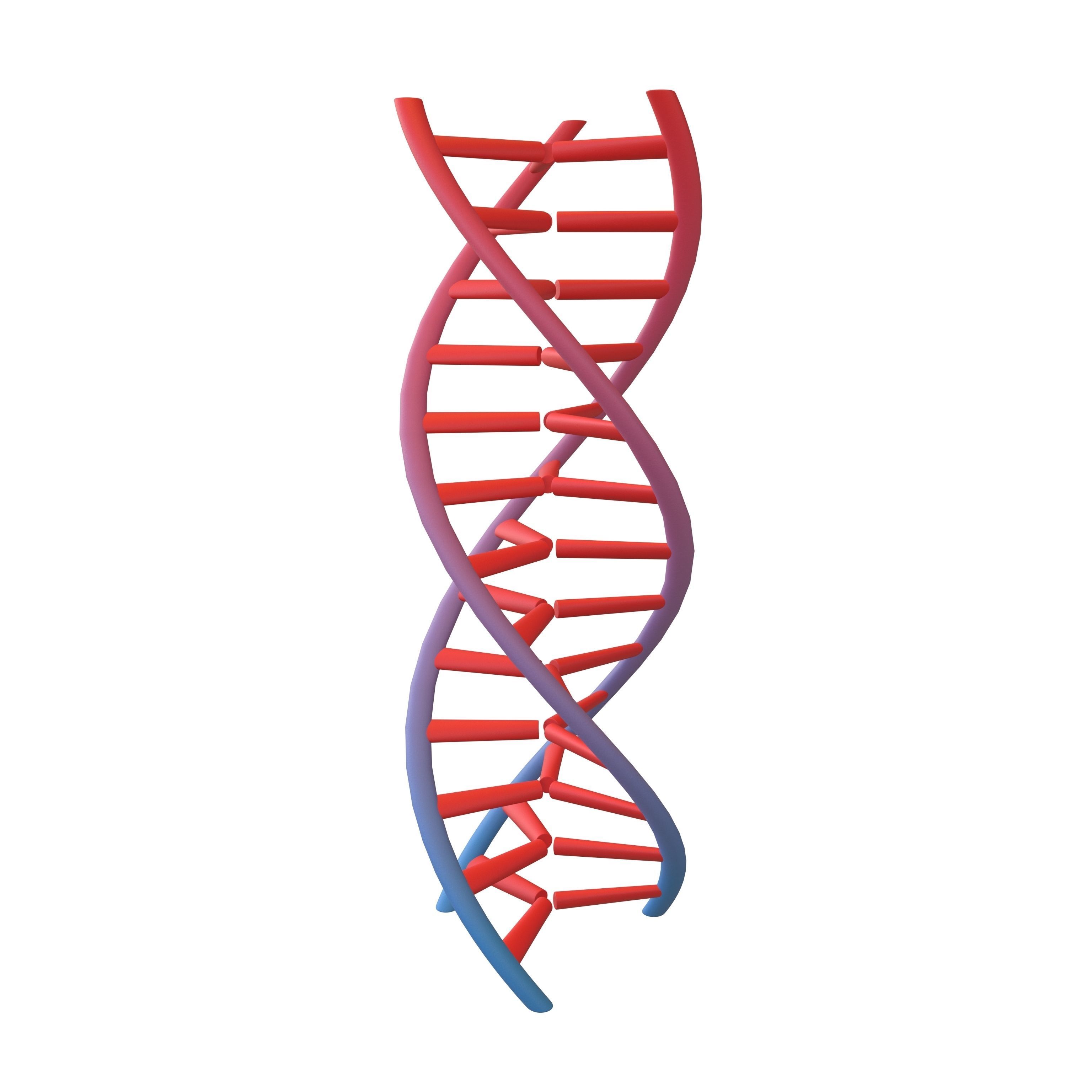 Triple Helix DNA v1 004 3D model | CGTrader