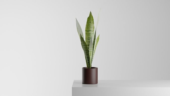 Snake plant low poly free 3D model | CGTrader
