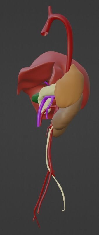 3D Model of Abdominal Organs and Veins 3D model | CGTrader
