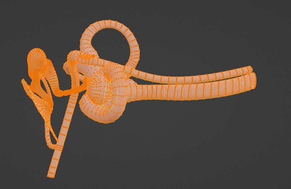 3D Model of Ear Anatomy 3D model | CGTrader