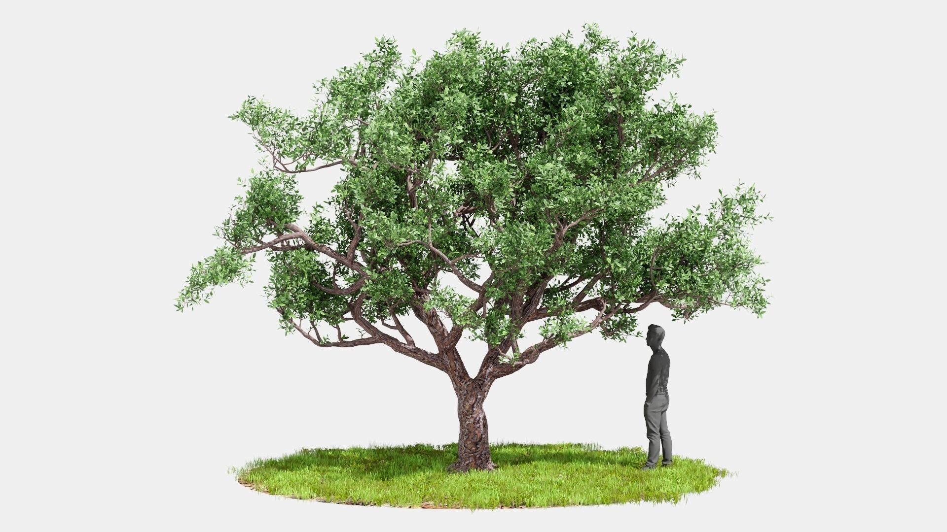 Model tree010 with looped wind animation 3D model animated | CGTrader