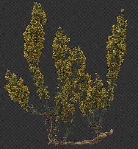 Gorse Plant 3D model | CGTrader