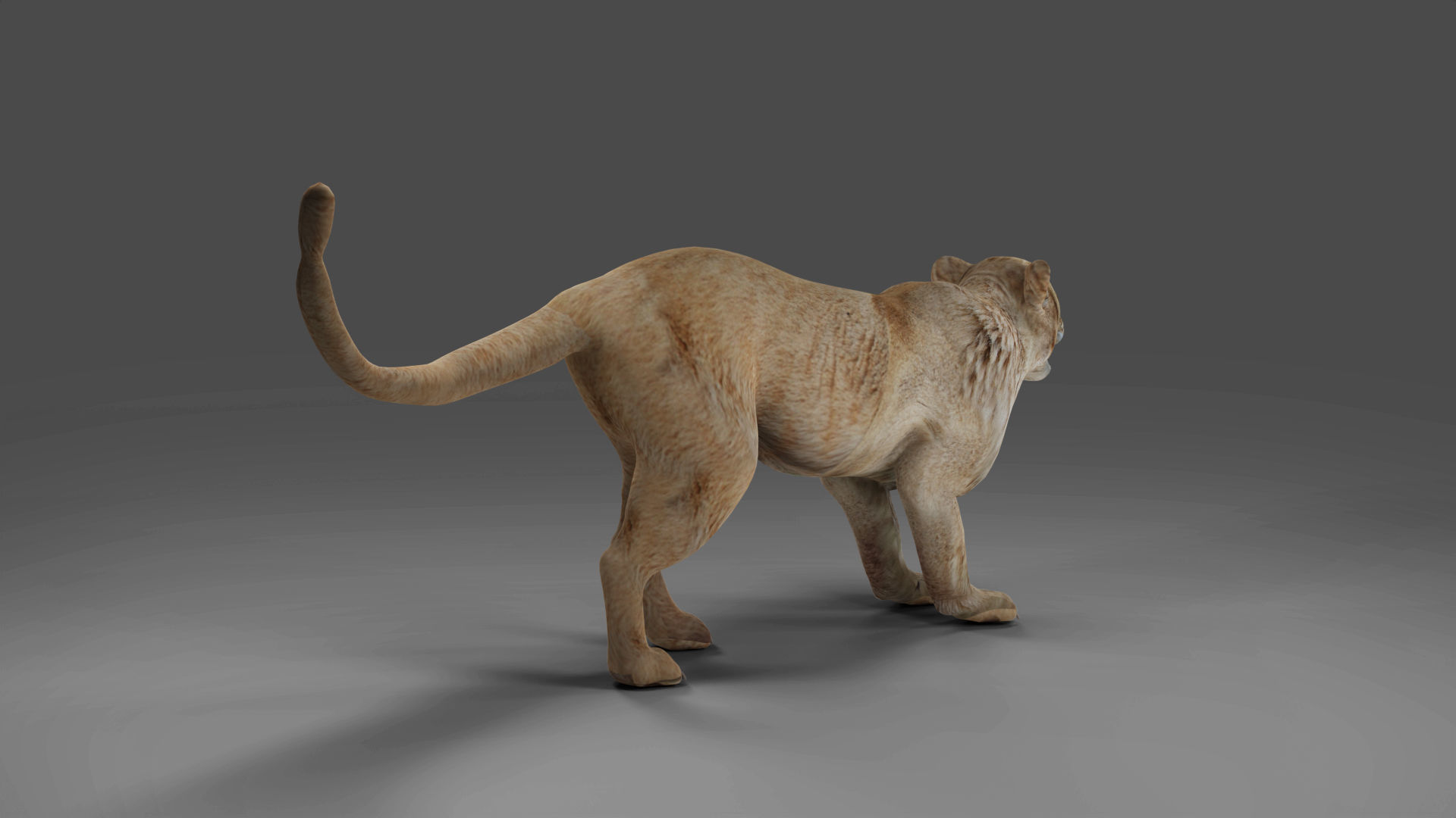 3D model Lioness Rigged V01 in Blender VR / AR / low-poly | CGTrader