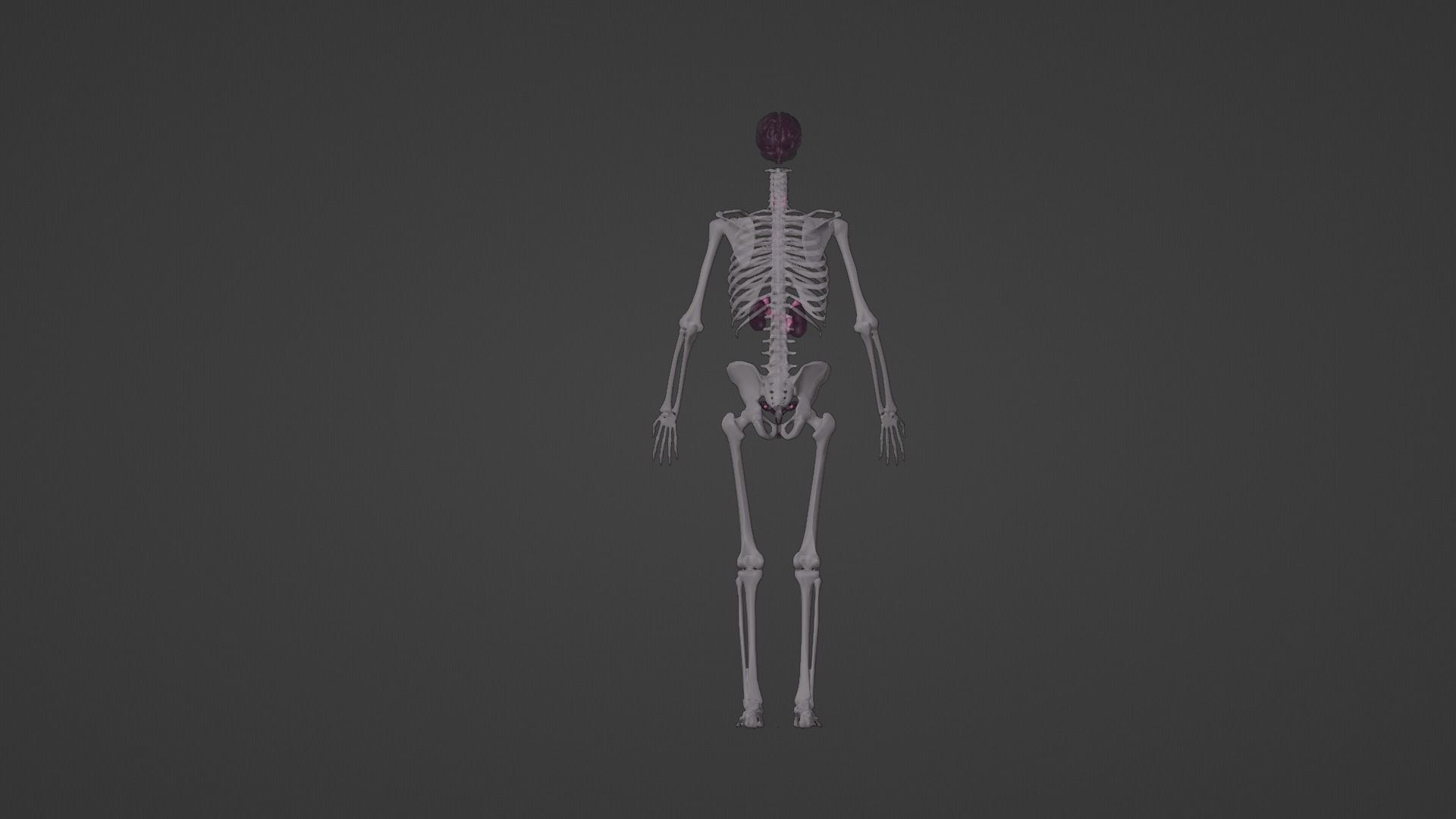 3D Model of Endocrine System 3D model | CGTrader