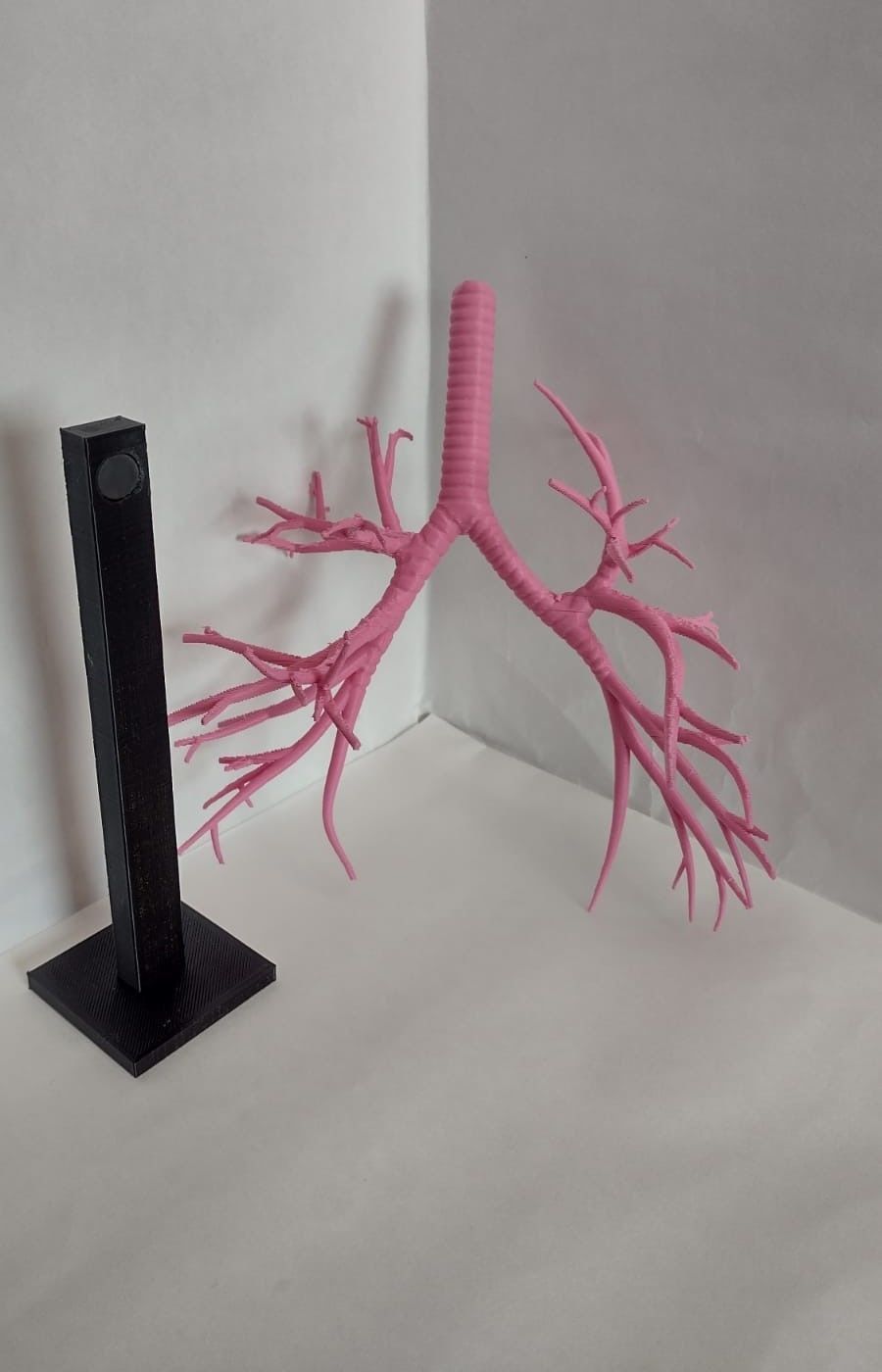 Bronchial tree with support 3D model 3D printable | CGTrader