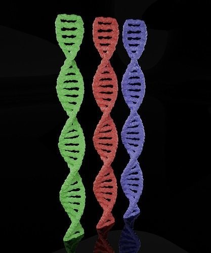 3D model DNA 3D model VR / AR / low-poly | CGTrader