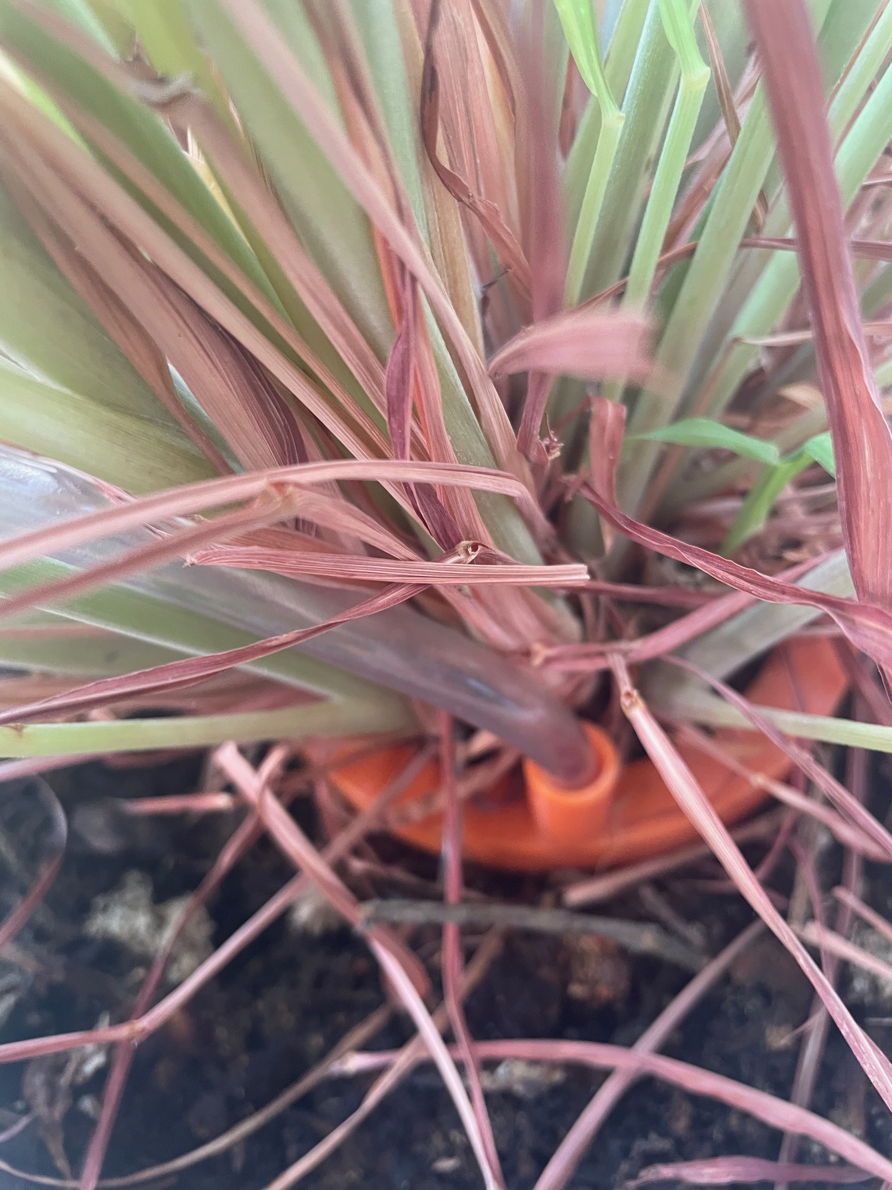 Watering attachment 3D model 3D printable | CGTrader