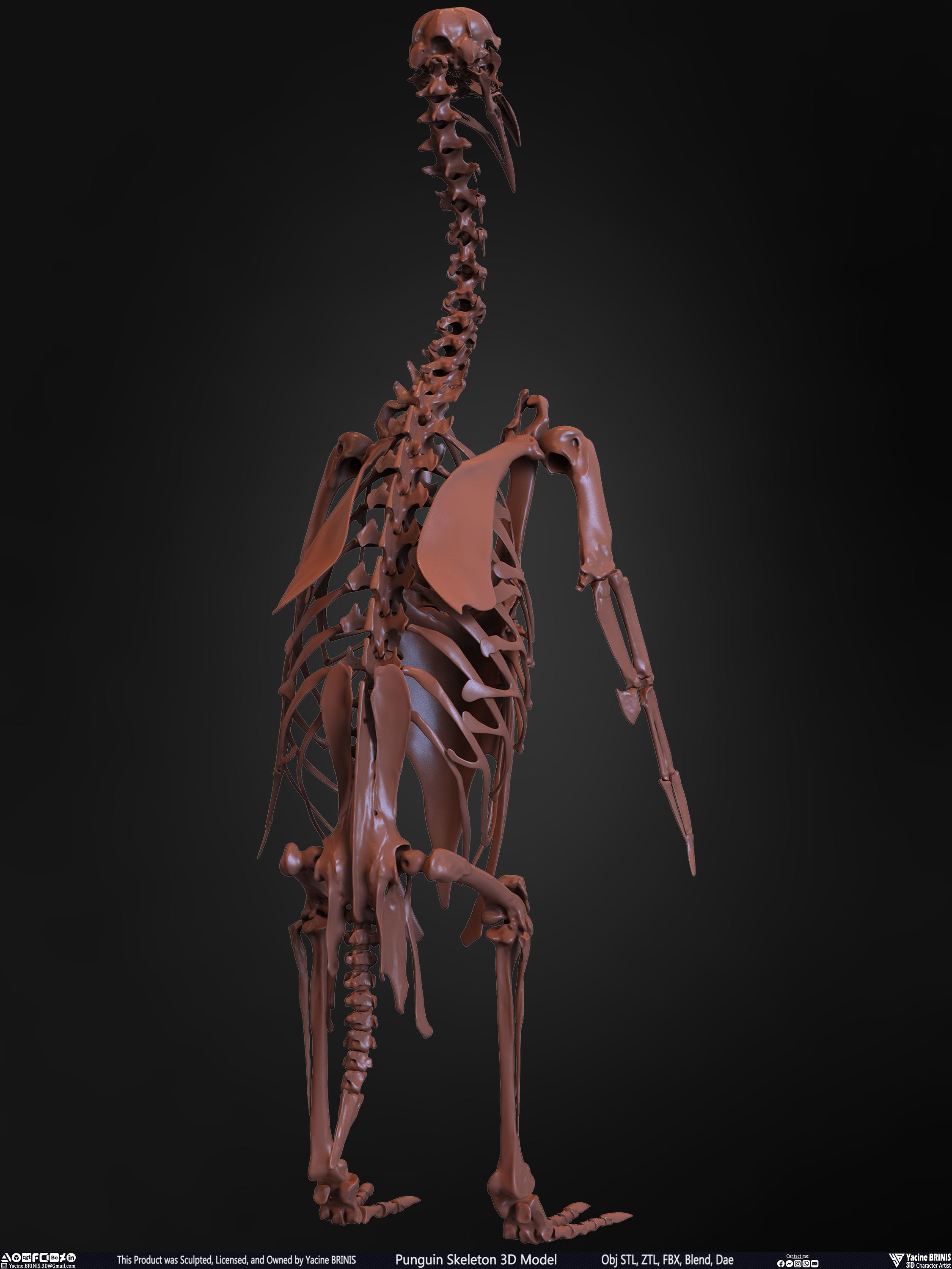 3D model Penguin Skeleton 3D Model VR / AR / low-poly | CGTrader
