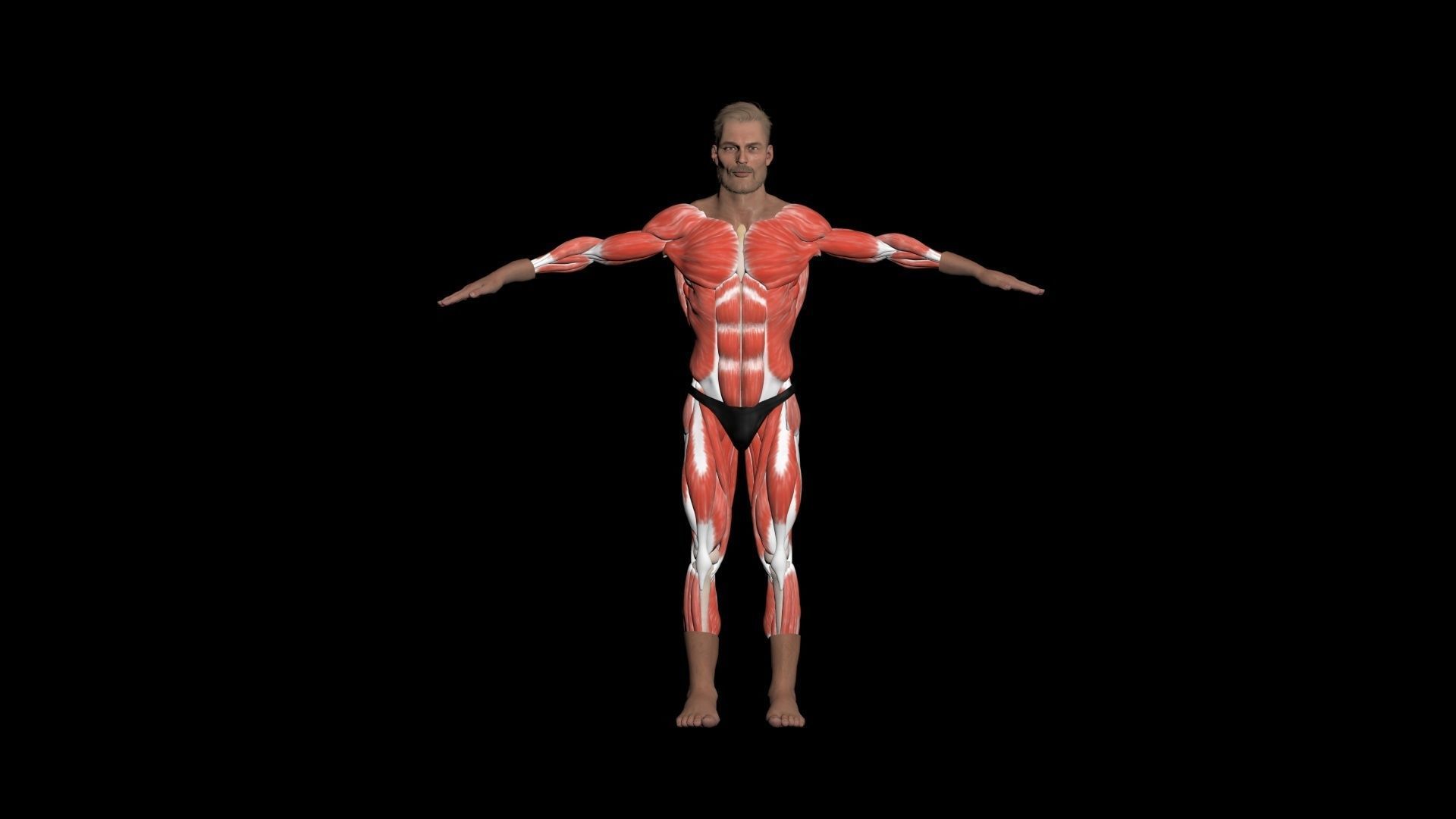 3D model Muscular Man Exposed Muscles fitness crossfit Health VR / AR ...