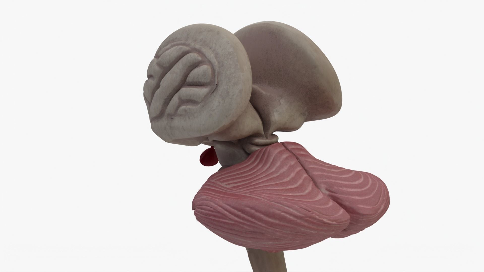 3D model 4K Realistic Brain and Brain Stem VR / AR / low-poly | CGTrader