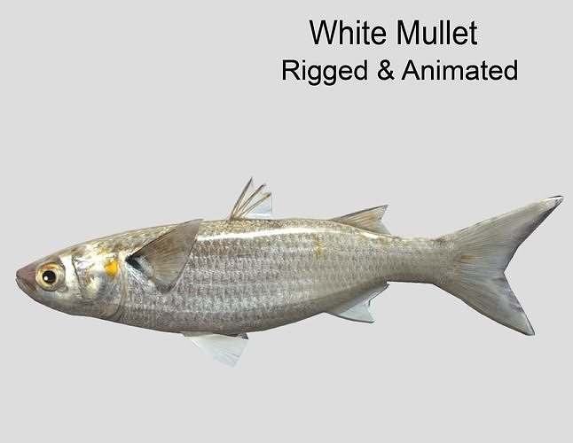 Mullet Fish Diagram