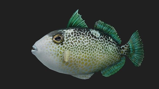 Triggerfish 3D model rigged | CGTrader