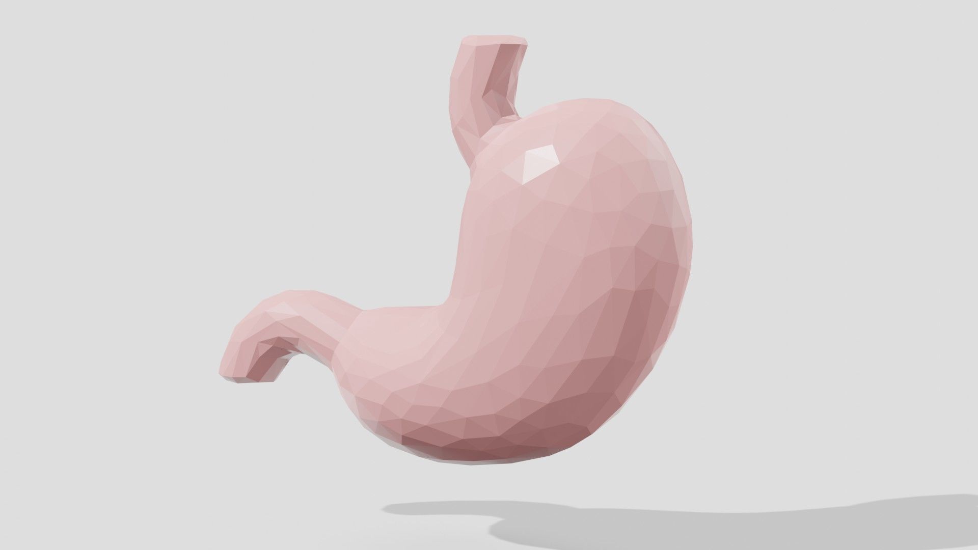 3D model Pink low poly organ stomach VR / AR / low-poly | CGTrader
