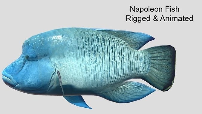 Napoleon Fish