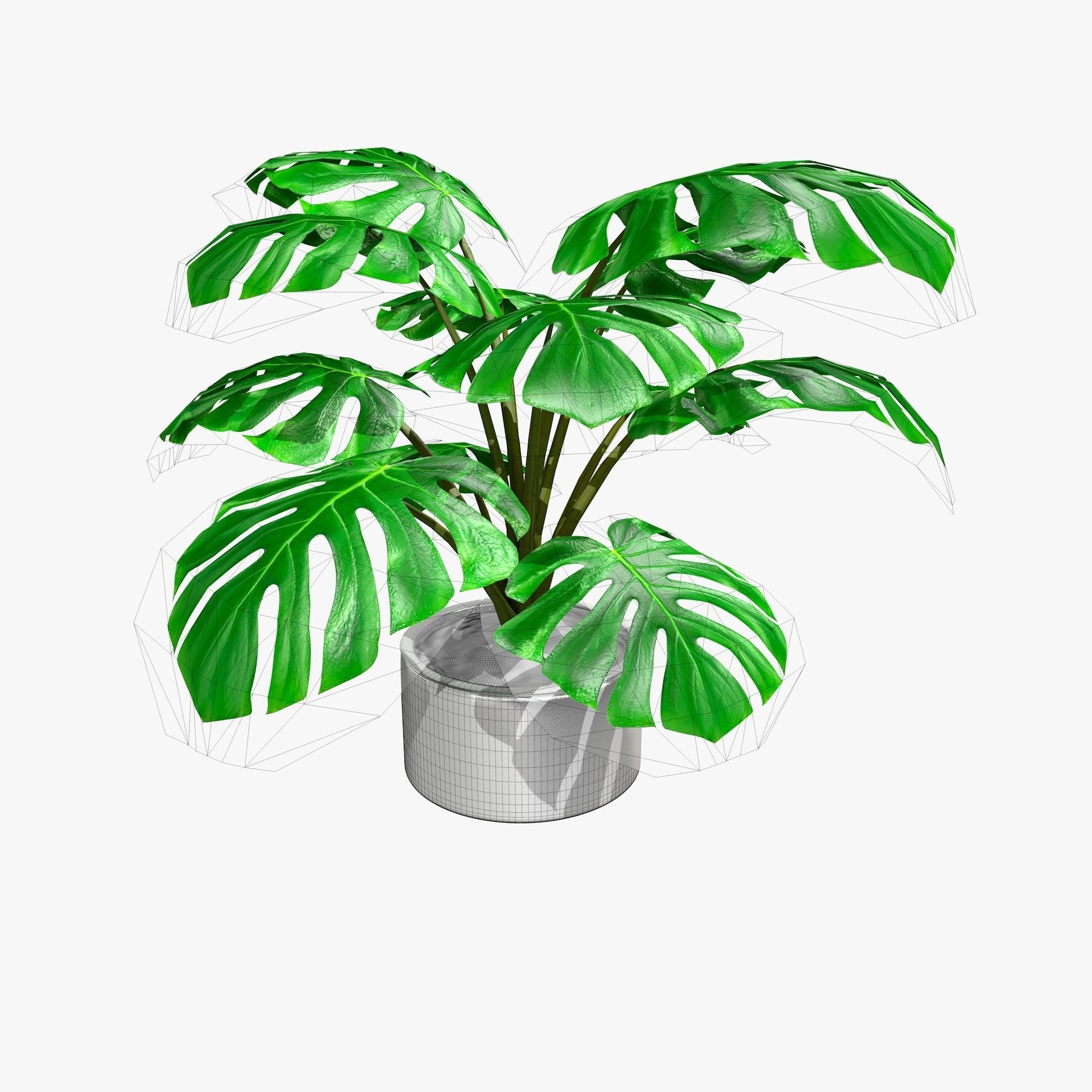 3D model Interior Tropical Plants Monstera Deliciosa Alocasia Low-poly ...