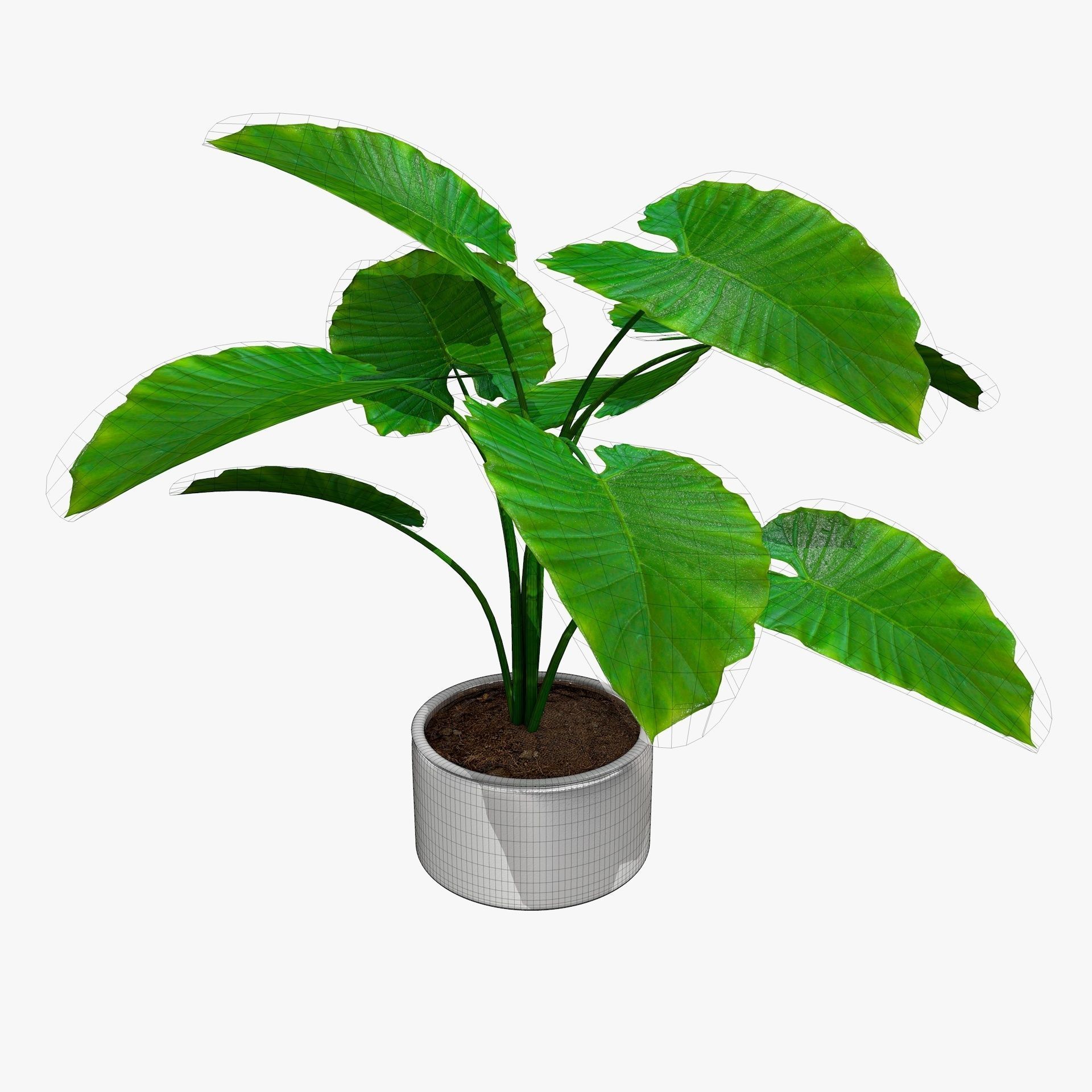 3D model Interior Tropical Plants Monstera Deliciosa Alocasia Low-poly ...