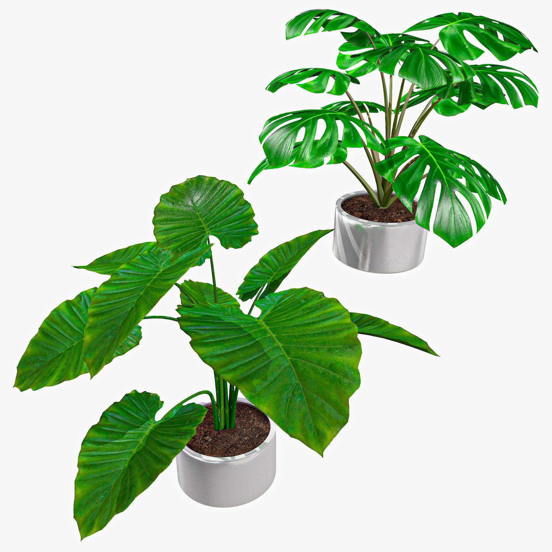 3D model Interior Tropical Plants Monstera Deliciosa Alocasia Low-poly ...