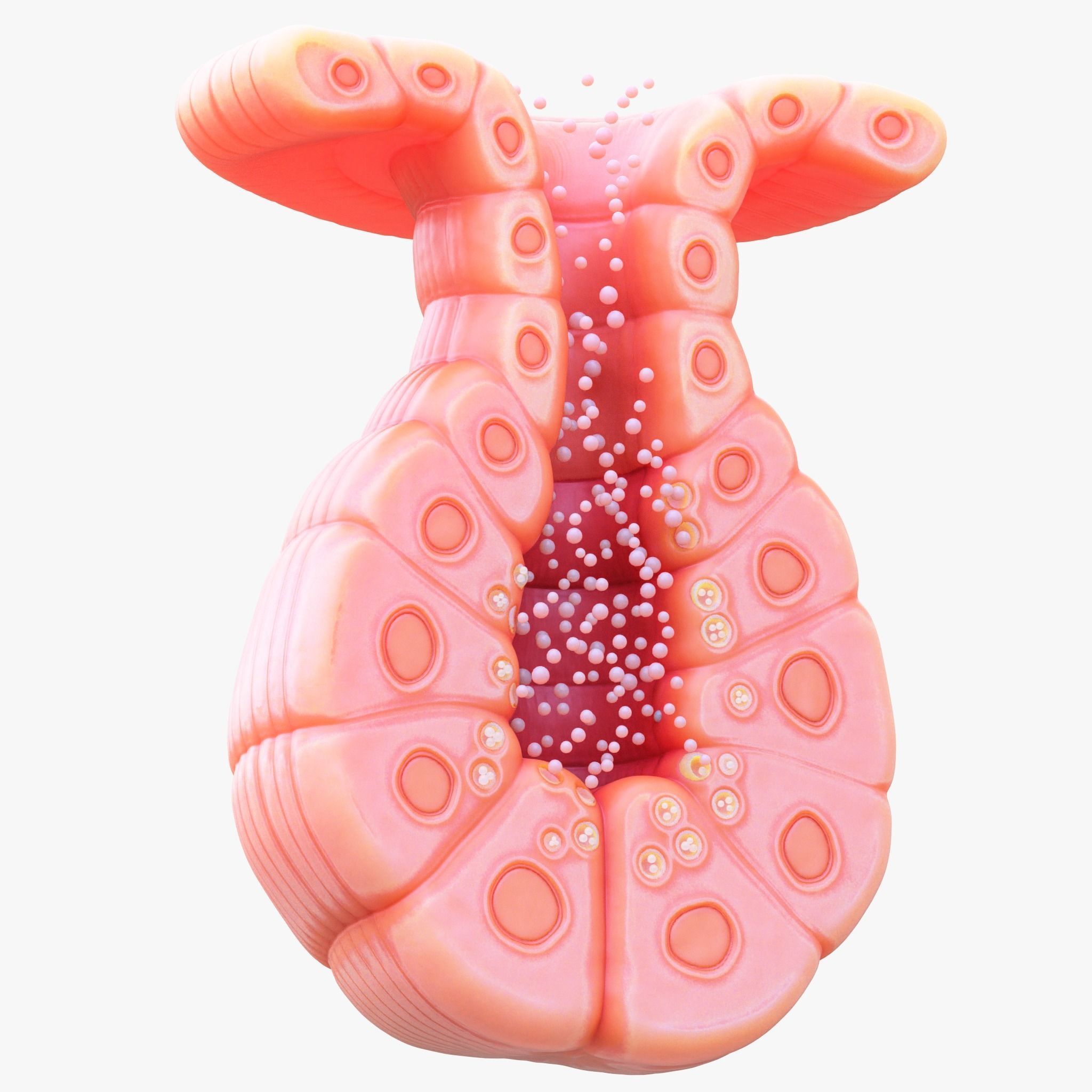 Exocrine gland 3D model | CGTrader