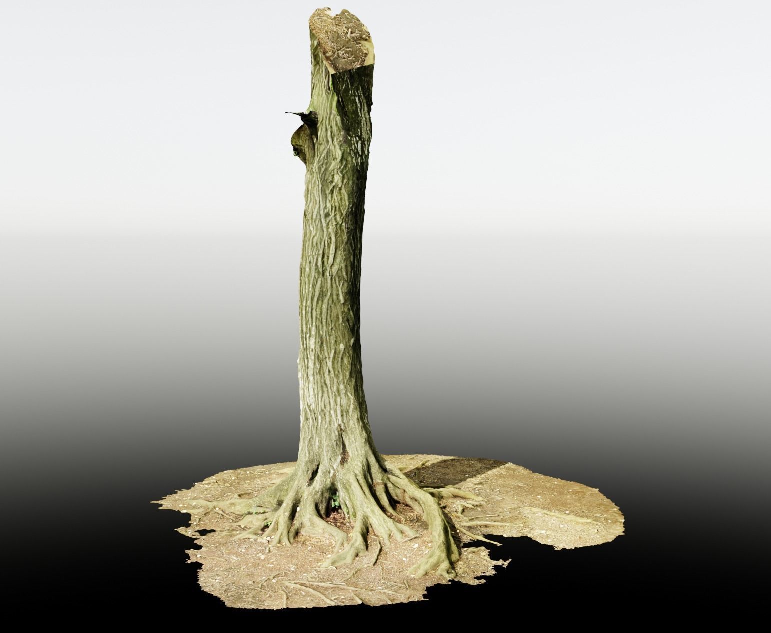 Wood Scan Asset 5 3D model | CGTrader