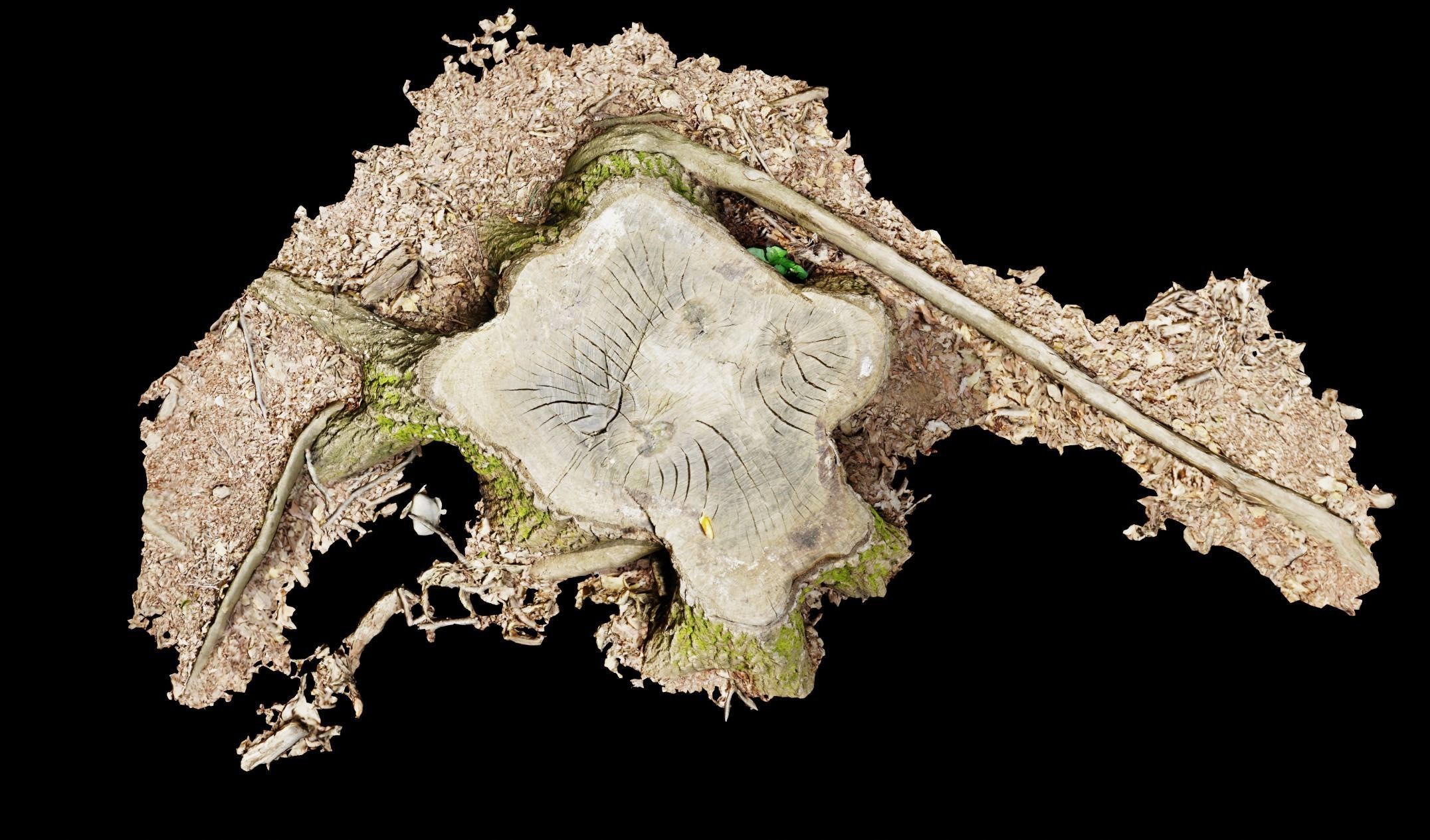 Wood Scan Asset 7 3D model | CGTrader