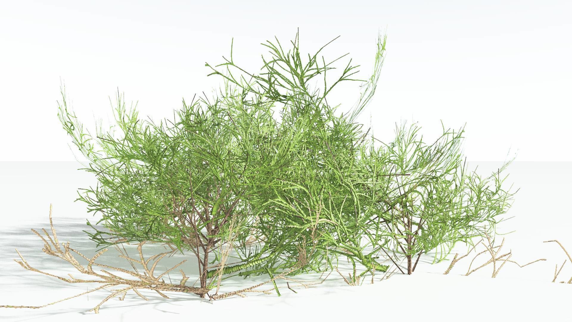 3D model EVERYPlant Iodine Bush LowPoly 3 --14 Models-- VR / AR / low ...