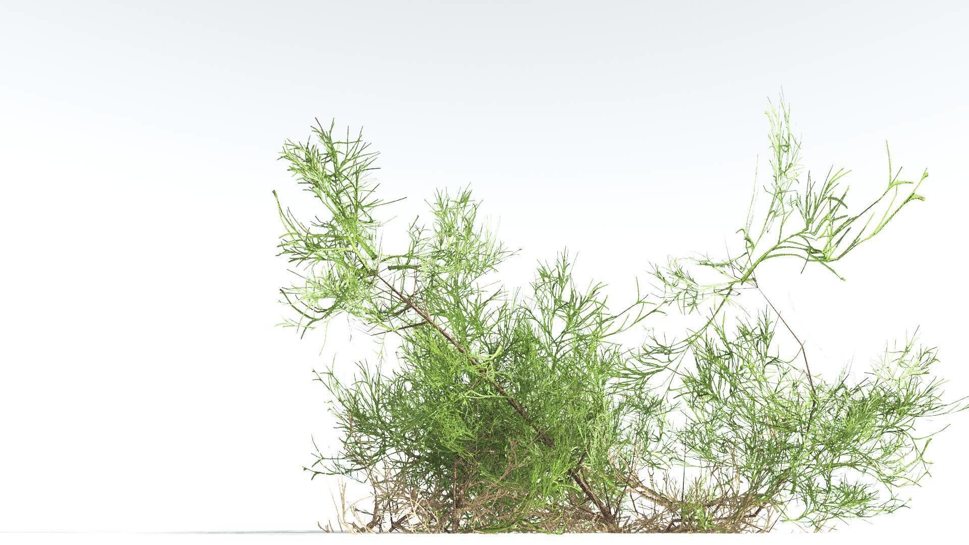 3D model EVERYPlant Iodine Bush LowPoly 3 --14 Models-- VR / AR / low ...