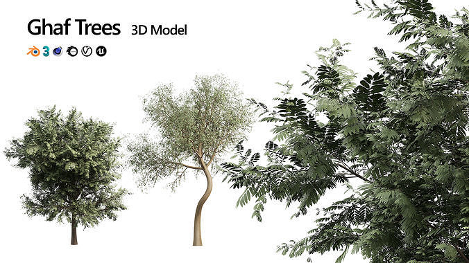 Ghaf trees of Emirates 3D model animated rigged | CGTrader