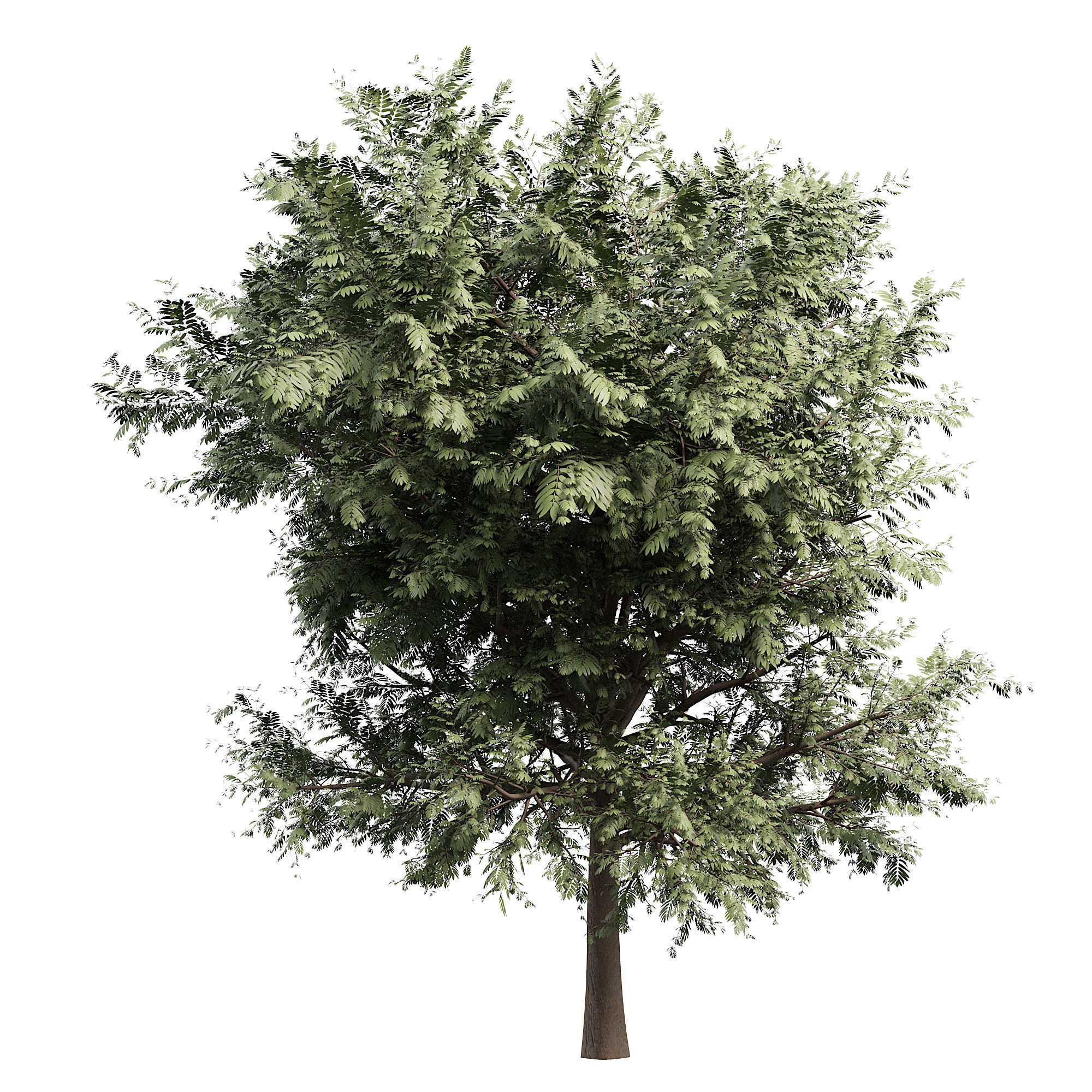 Ghaf trees of Emirates 3D model animated rigged | CGTrader