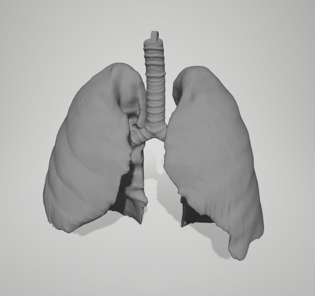 Real Lungs 3D model 3D printable | CGTrader