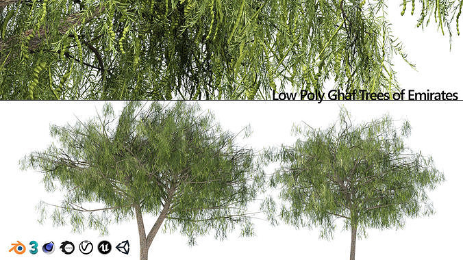 3D model low poly ghaf trees of Emirates VR / AR / low-poly | CGTrader