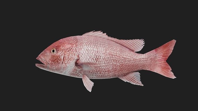 Snapper 3D model | CGTrader