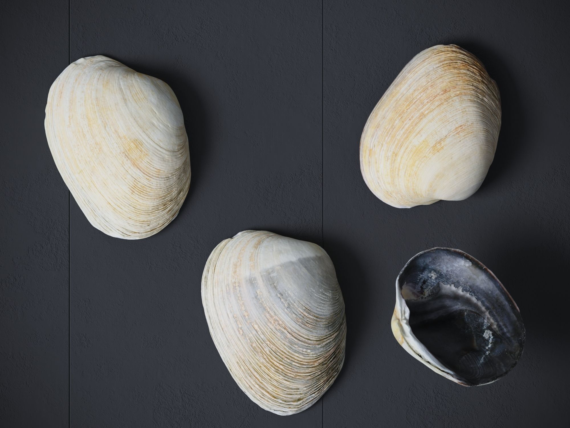 Clams 1 free 3D model | CGTrader