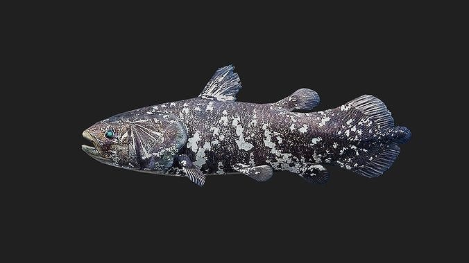 Coelacanth 3D model rigged | CGTrader