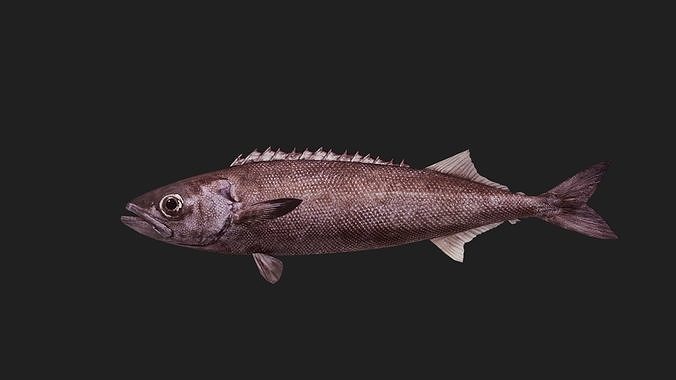Oilfish 3D model rigged | CGTrader