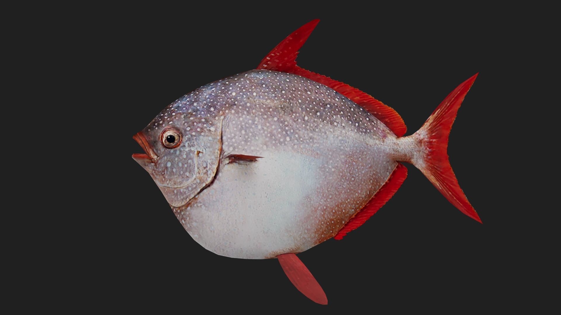 Lampridae 3D model rigged | CGTrader