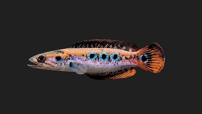 Snakehead 3D model rigged | CGTrader