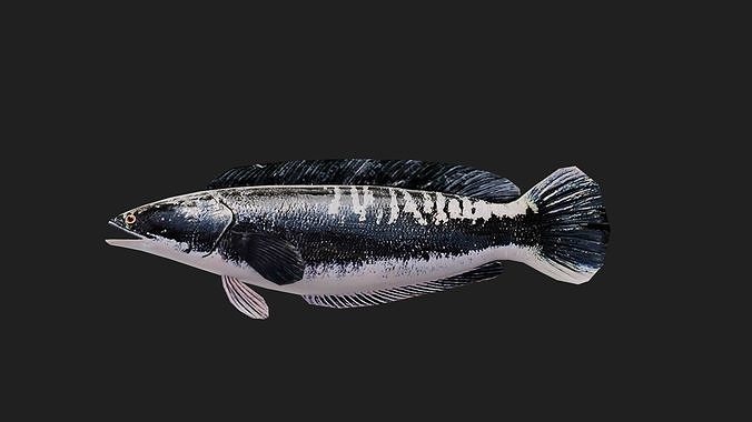 Snakehead 3D model rigged | CGTrader