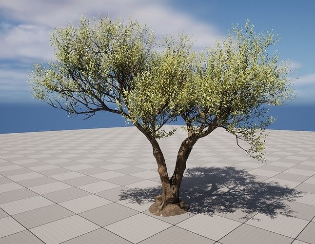 Olive tree 3D model | CGTrader
