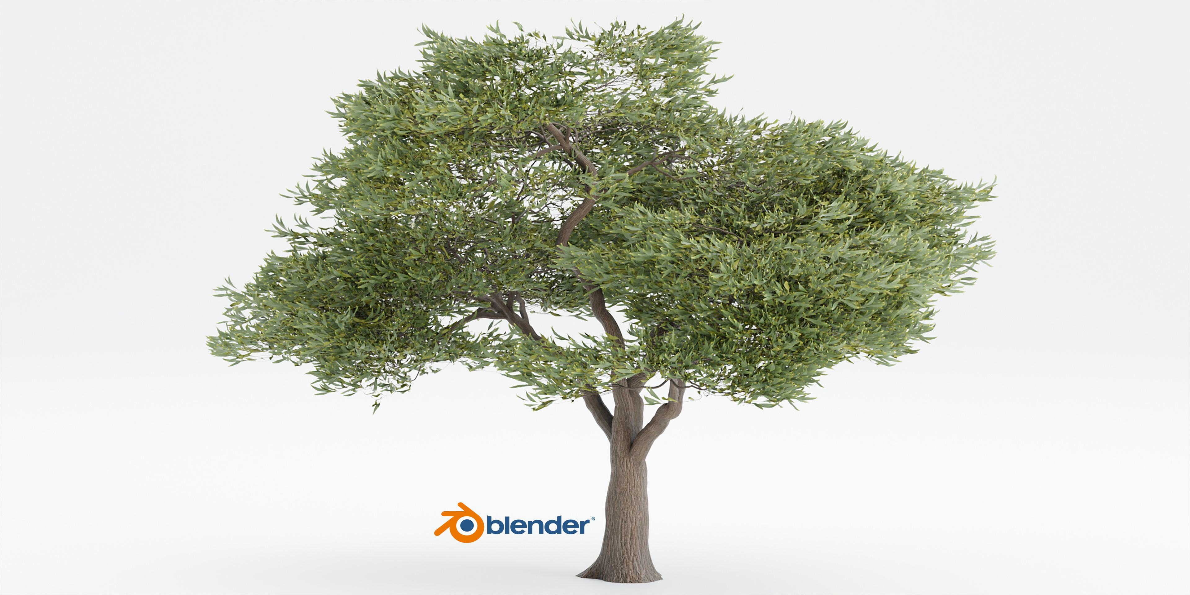 Acacia tree vol 15-Blender 3D model | CGTrader